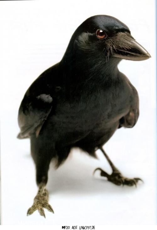 RABENSCHWARZ - Allmystery