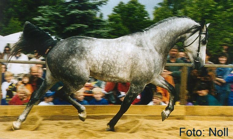 Ny form for billed leg... vær med.. :D - Juniornettet - Heste-Nettet.dk